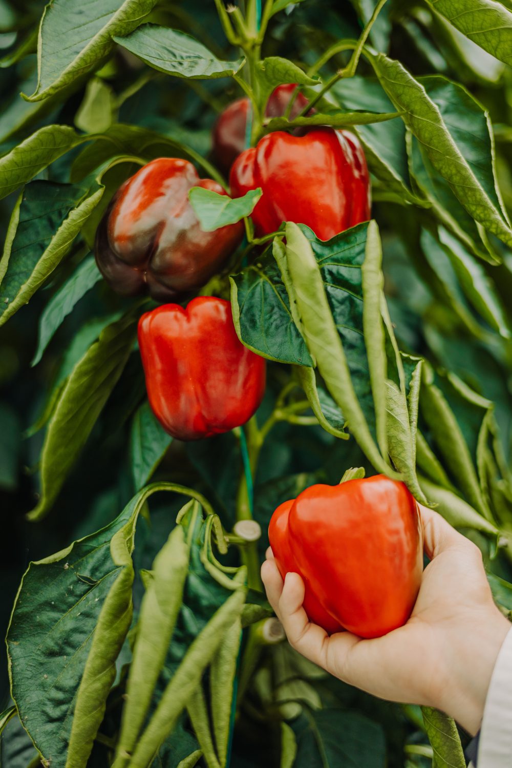Male or Female Bell Pepper : True or False? | Cultures Gen V