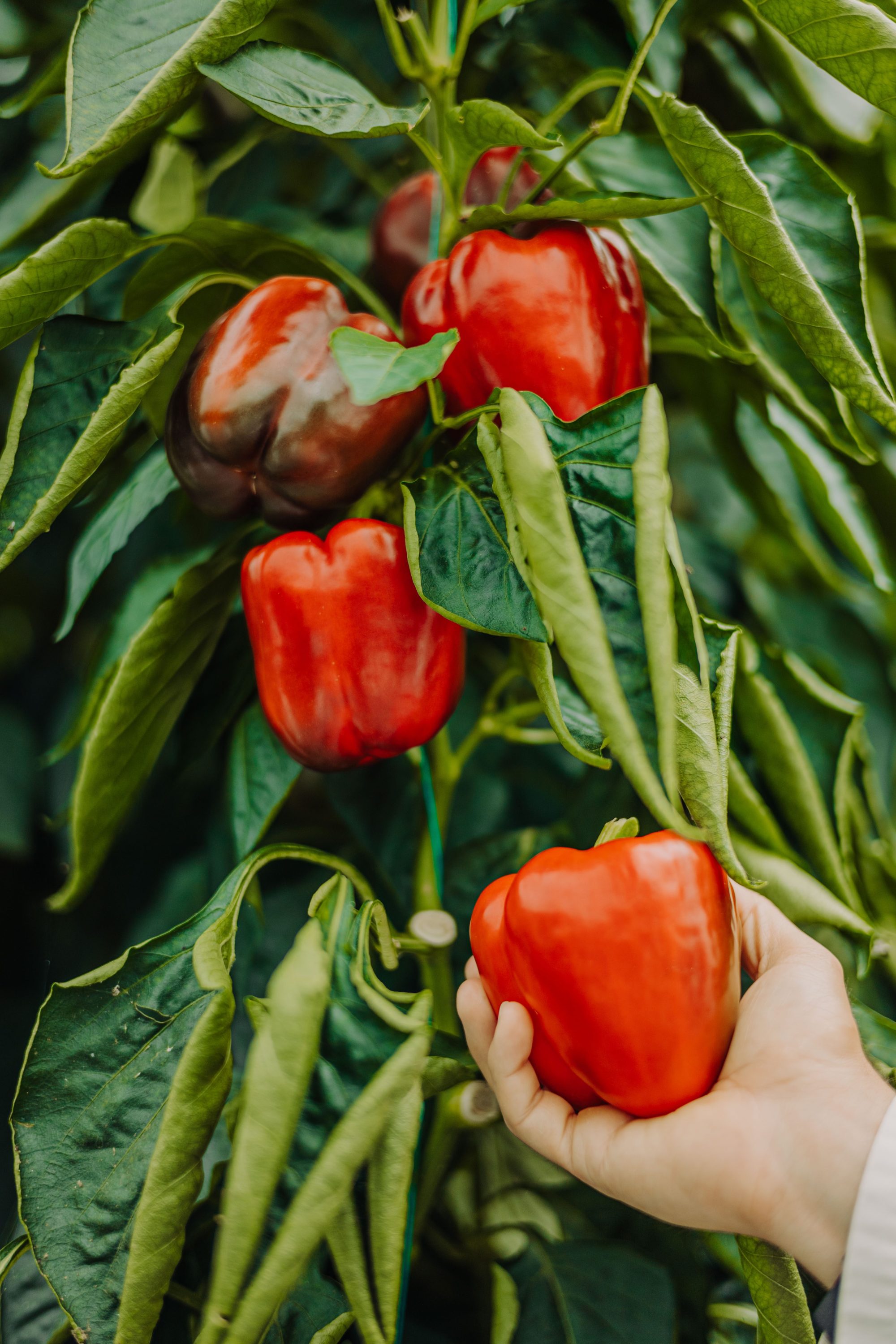 Male or Female Bell Pepper : True or False? | Cultures Gen V