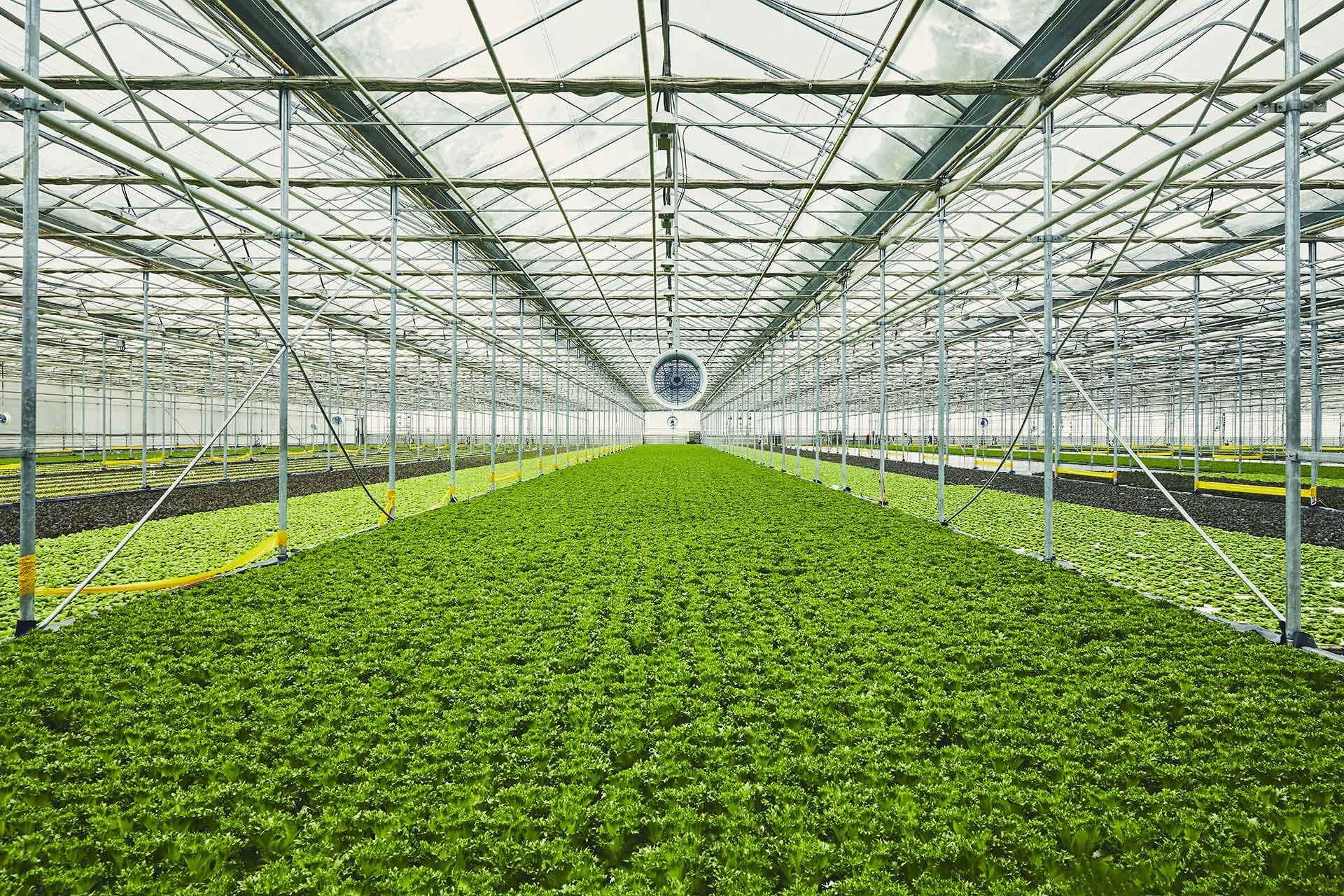 Gen V: Eat true to your values. | Cultures Gen V