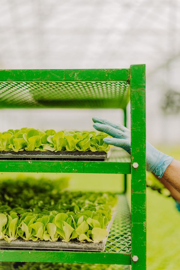 Our two types of growth: Hydroponic and organic | Cultures Gen V