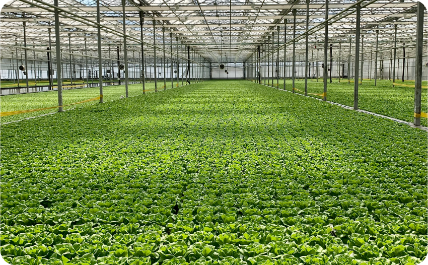 Crispy and Red Salanova™ Lettuce | Cultures Gen V