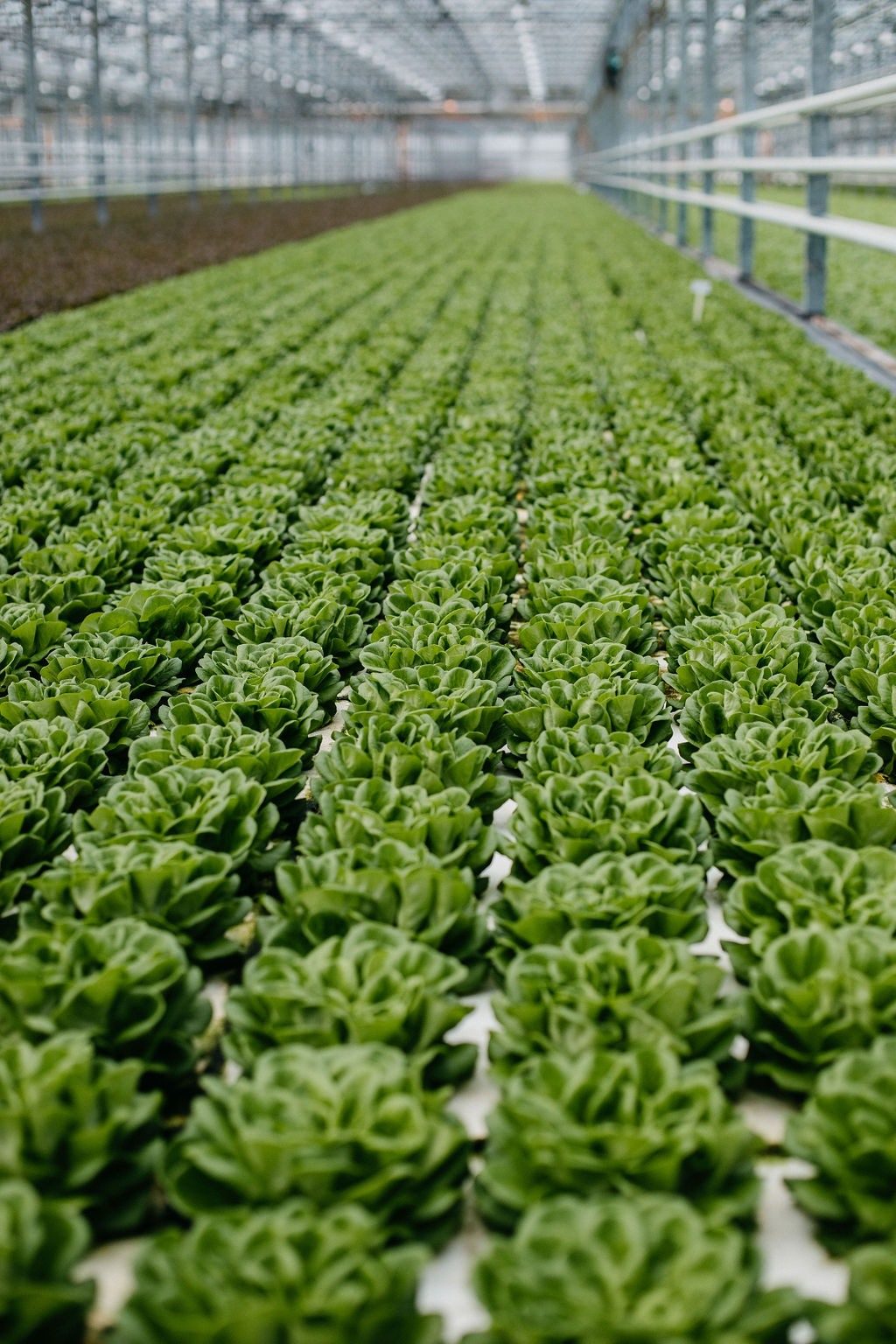 Crispy & Salanova™ living lettuce (x3) | Cultures Gen V