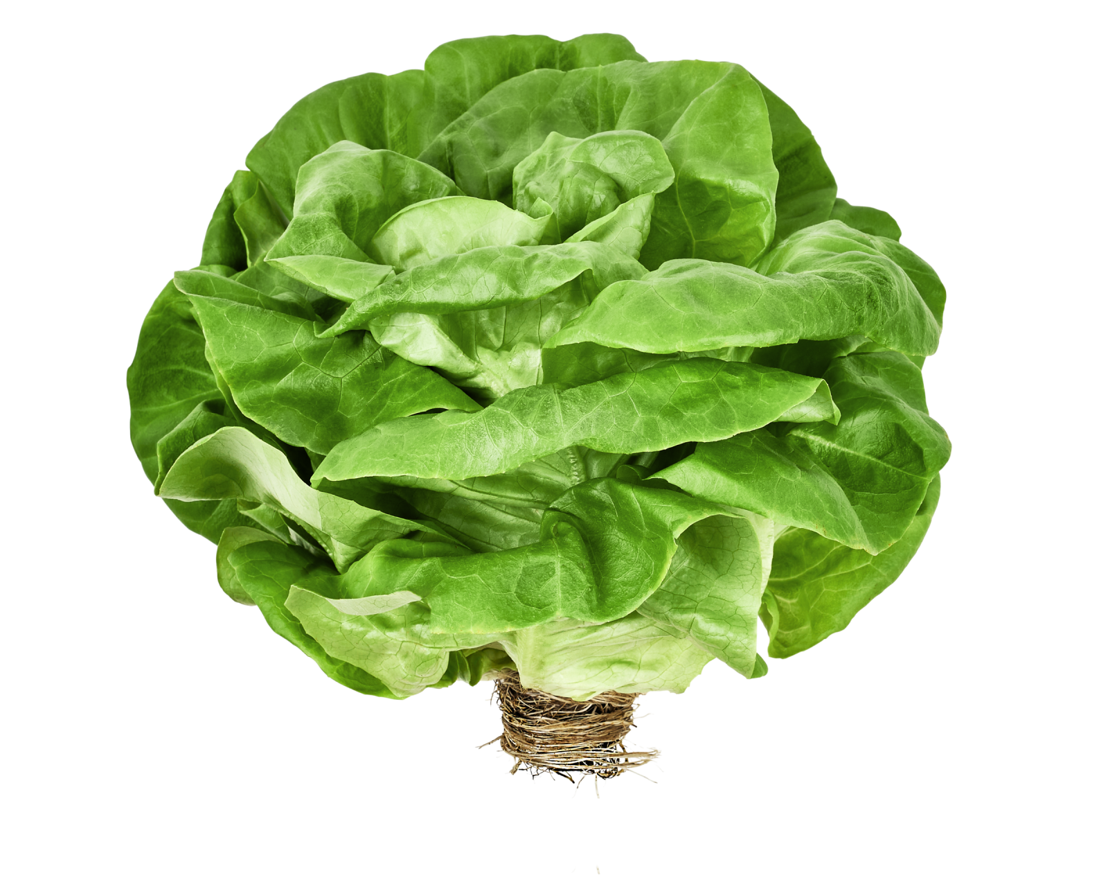 Vitality in every bites | Cultures Gen V