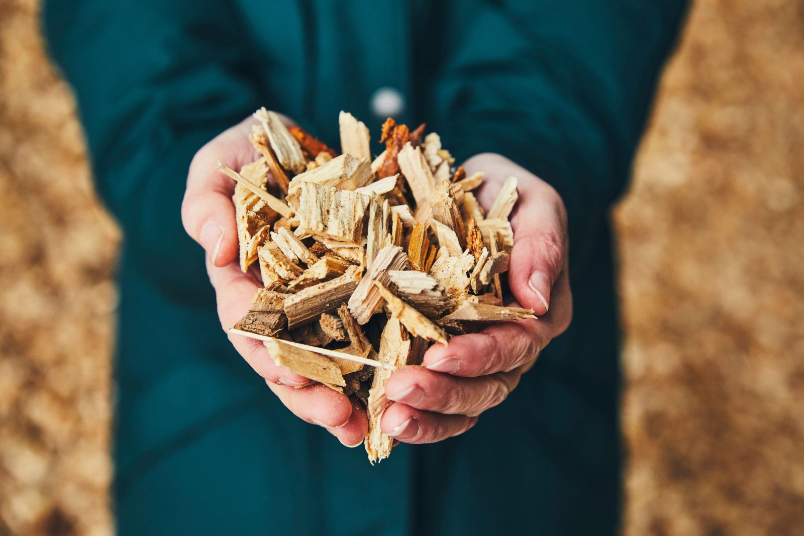 Crispy and Red Salanova™ Lettuce | Cultures Gen V