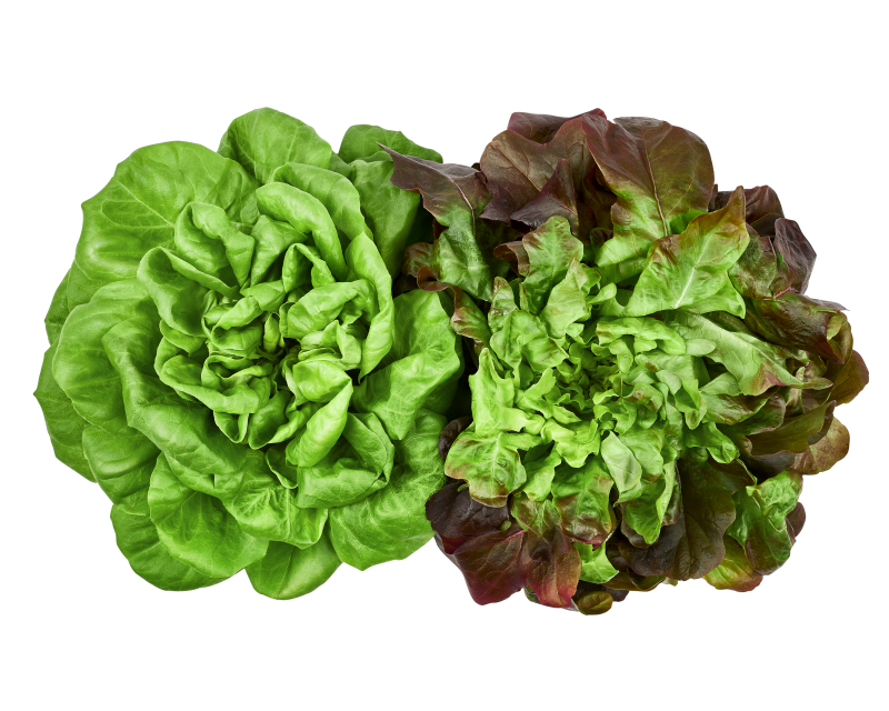 Salanova Lettuce Buddha Bowl | Cultures Gen V