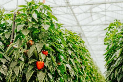 Organic Peppers | Cultures Gen V